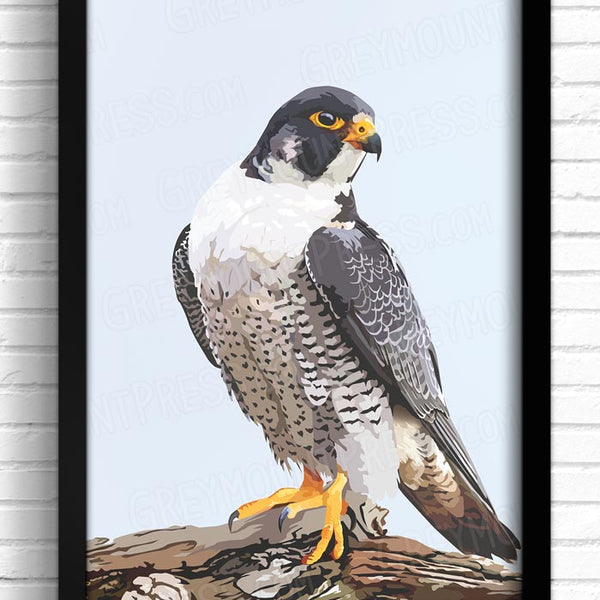 Peregrine Falcon Drawing Step By Step